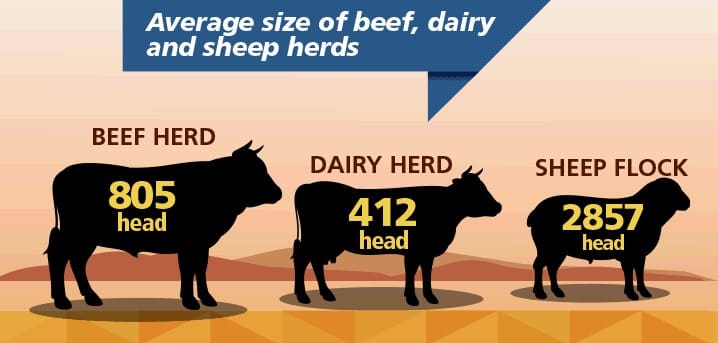 Australian ewe flock smaller but lamb numbers increased in 2015-16 ...