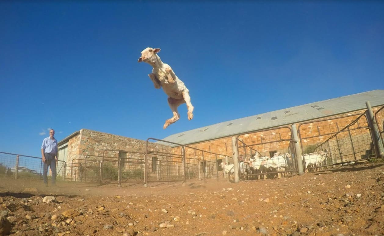 Merino lamb flies into Life and Photo Competition contention - Sheep ...