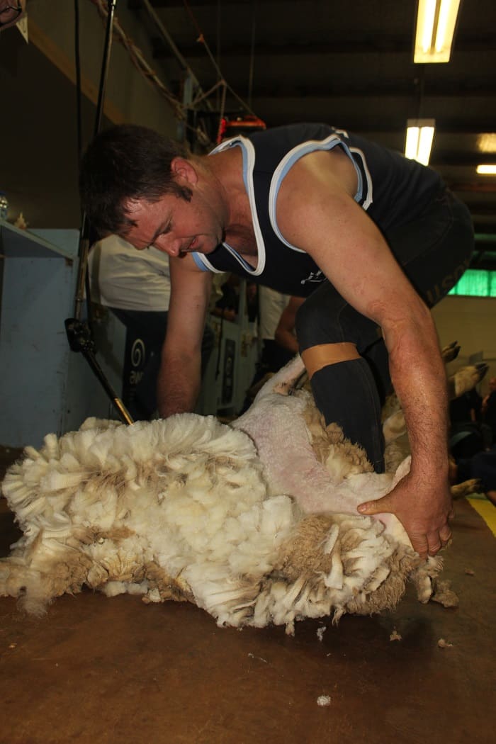 Gippsland's Amy Rogers wins state open wool handling final in Bendigo ...
