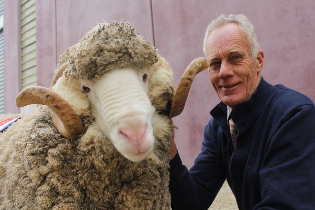 Harvey the Merino ram finds Jock to make sheep show history + VIDEO ...