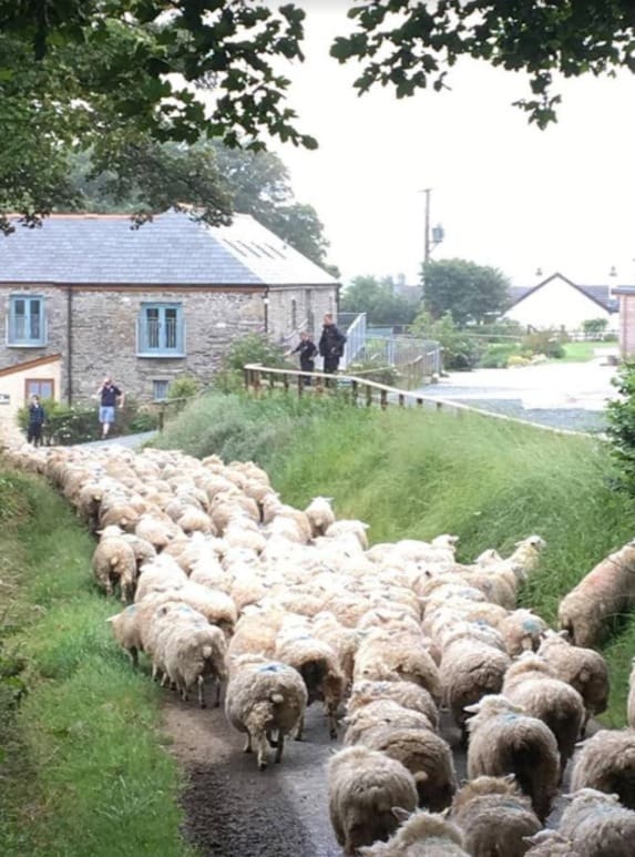 World solo eight-hour strong wool ewe shearing record to be telecast ...