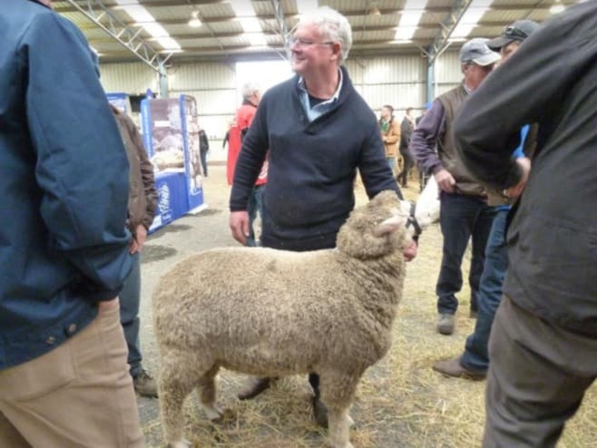 Coming back to Corriedales for more lambs and wool - Sheep Central