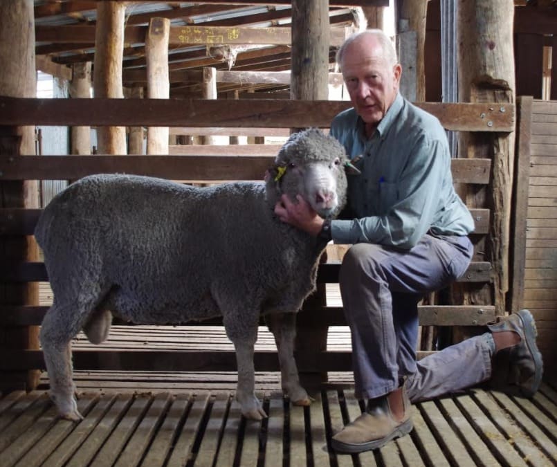 Latest flystrike research recommends producers cull sheep struck by ...