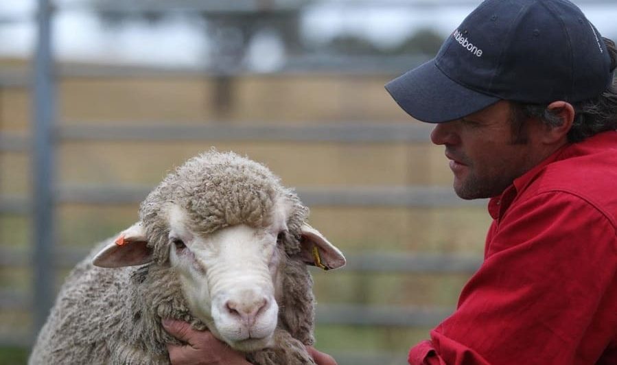 Zentera 10-year wool contract gives Mumblebone security - Sheep Central