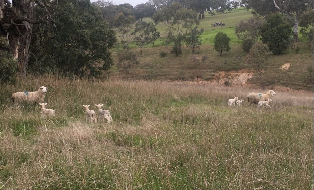 Precision lambing yielding impressive survival results - Sheep Central
