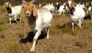 Australian goat meat production highest ever in early 2024 - Sheep Central