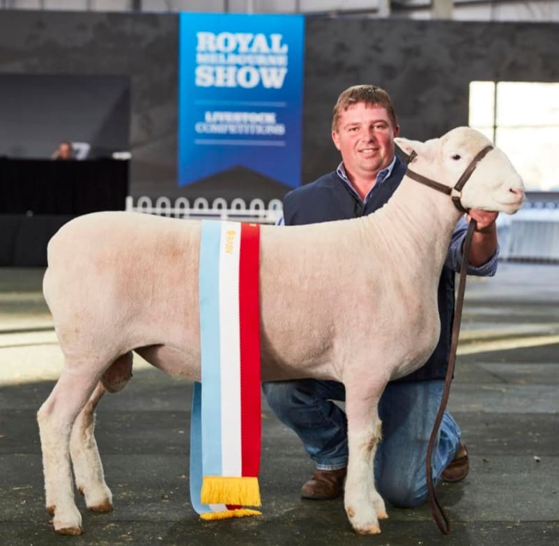 Champion Poll Dorset ram looks good in wool or out of it - Sheep Central