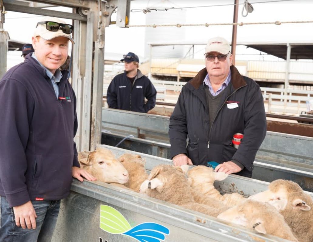 Sheep producers, agents and buyers focus on live export at WA field day ...