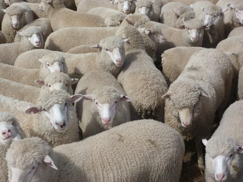 AuctionsPlus Merino ewes to $233 and first cross lambs to $237 in ...