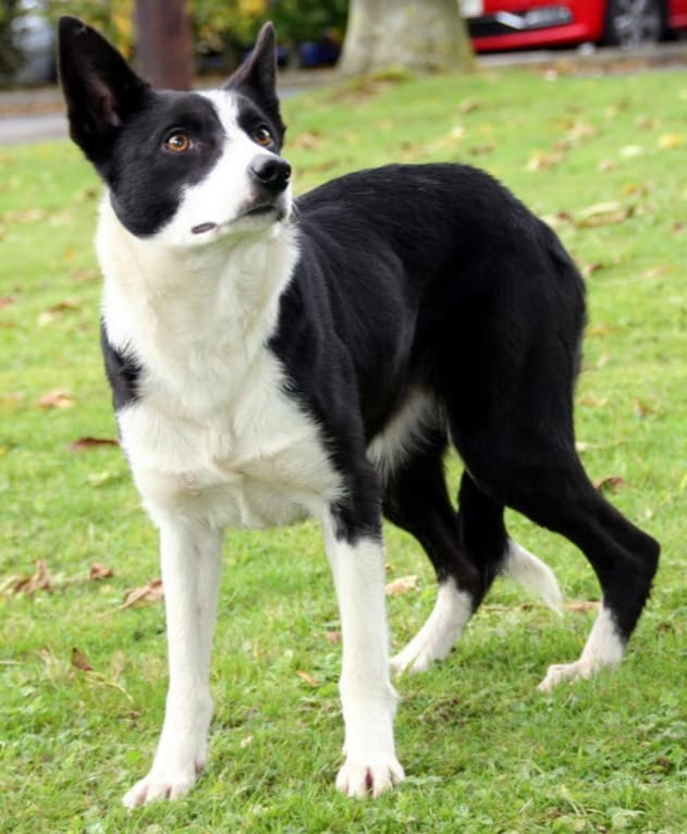 Irish collie sells for more than $A16,800 in latest Skipton mart sale ...