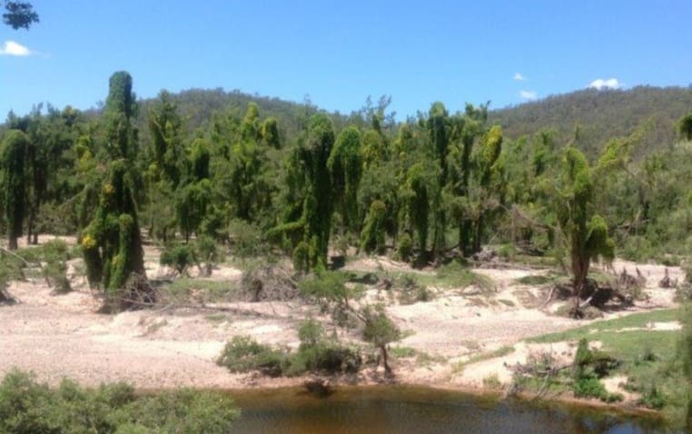 Goats, deer and a creepy creeper photos win invasive species ...