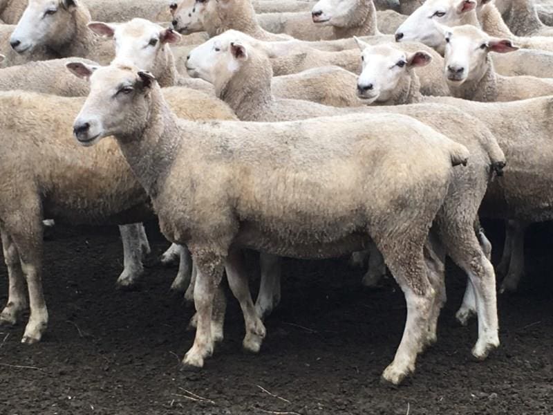 First cross ewes sell to $309, Merino ewes to $246.50 on AuctionsPlus ...