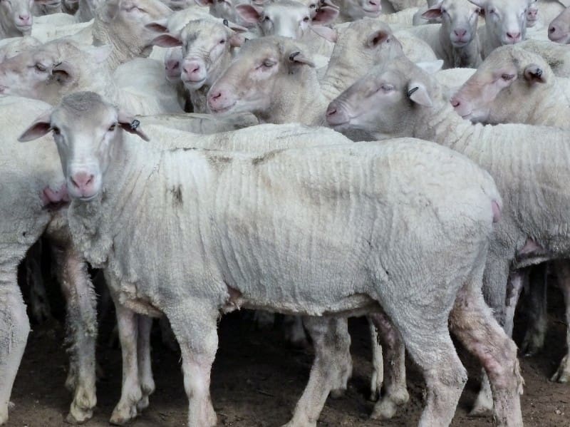 Rain boosts AuctionsPlus sheep and lamb offering - Sheep Central