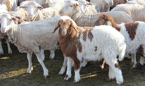 Hassad Australia sells NSW and SA properties - Sheep Central