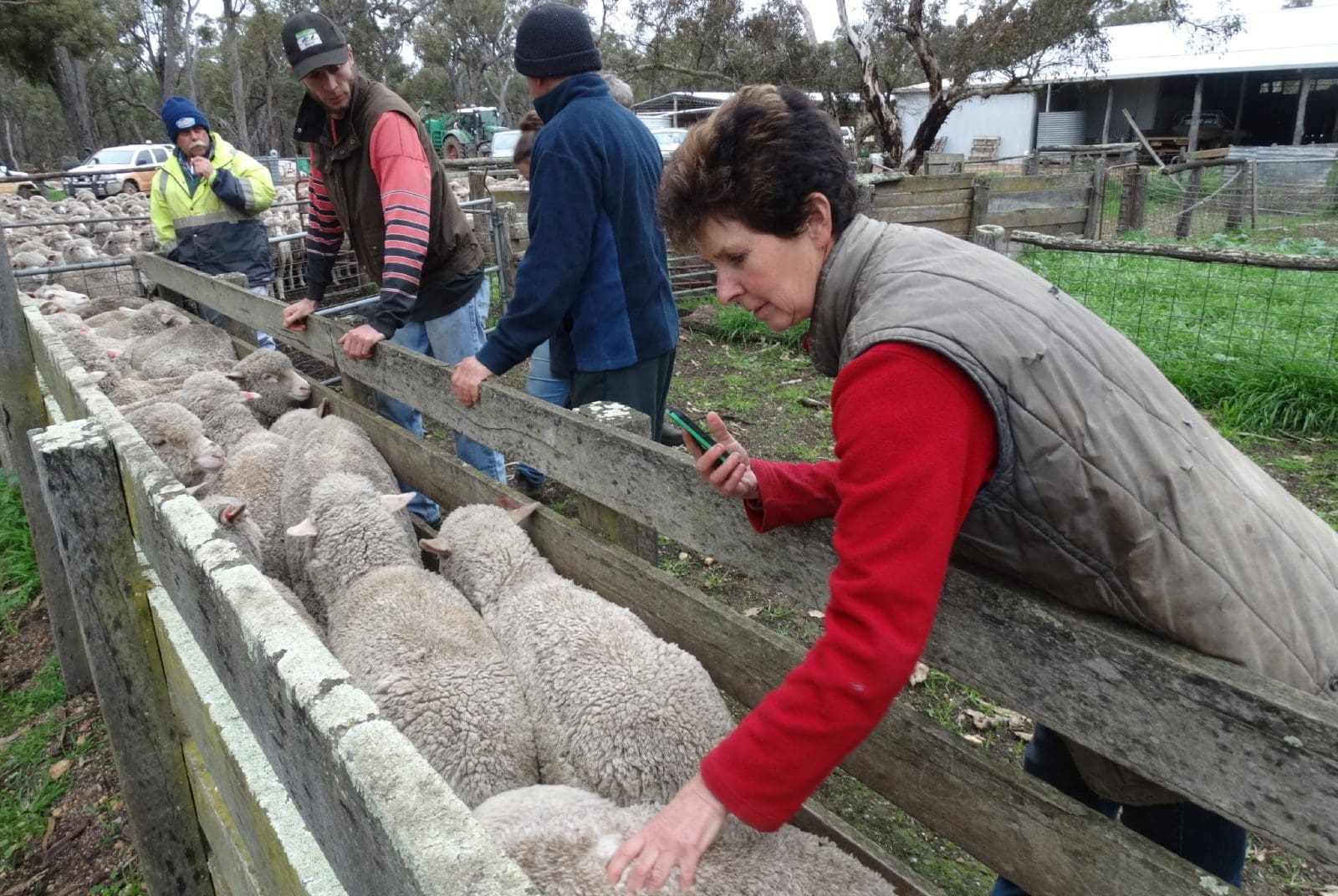 Adoption, not just R&D, is focus of MLA's productivity push - Sheep Central