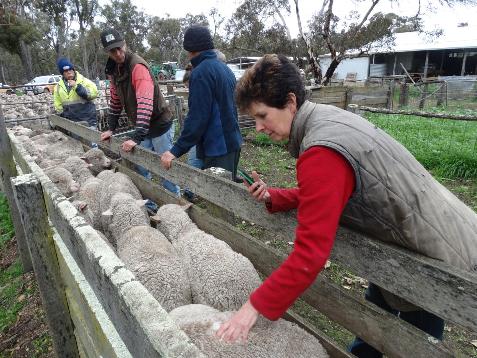 Lifetime Ewe Management course gets new app, online hub and website ...
