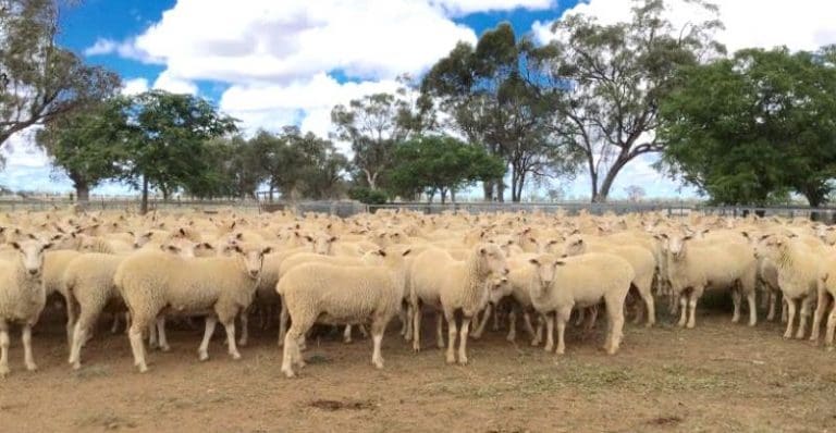 First cross ewe lambs to $252 in final Auctions Plus sales for the year ...