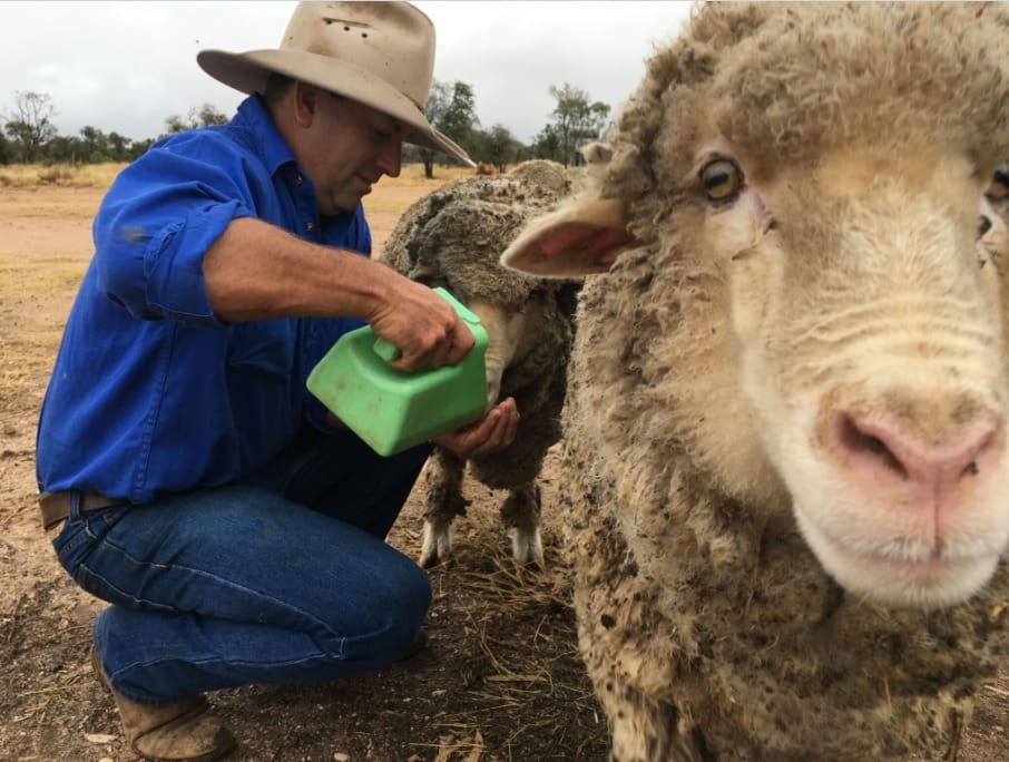 Longreach grazier appointed as AgForce north QLD representative - Sheep ...