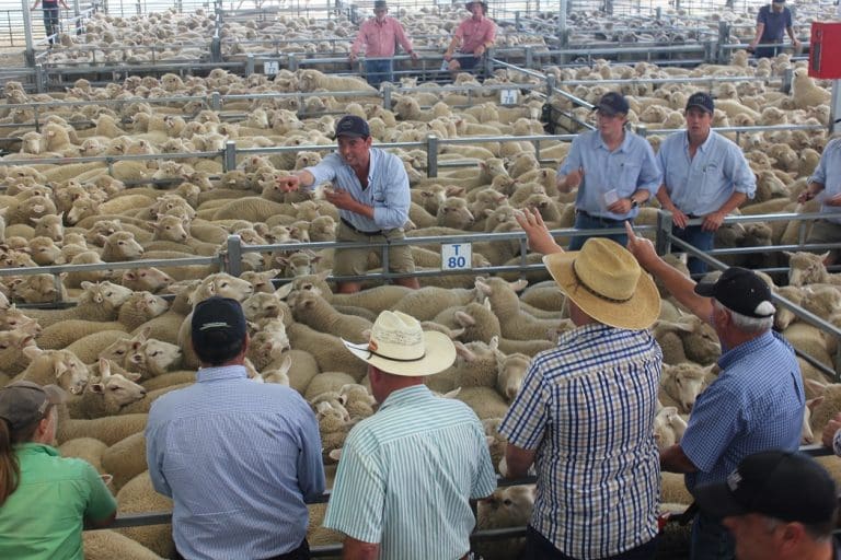 Lamb prices hit record $245 at Hamilton as supplies tighten - Sheep Central