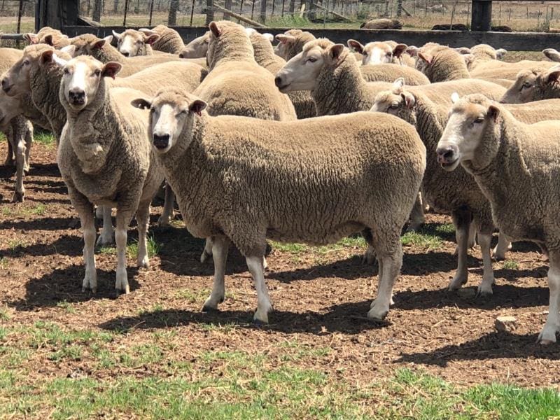 Victorian online sales underpin AuctionsPlus sheep and lamb listings ...