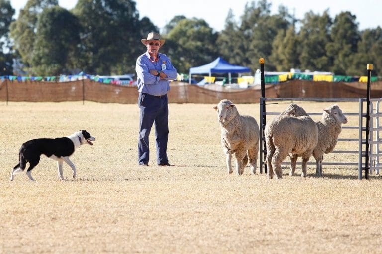 Legendary sheep dog trialler Greg Prince finds homes for his dogs ...