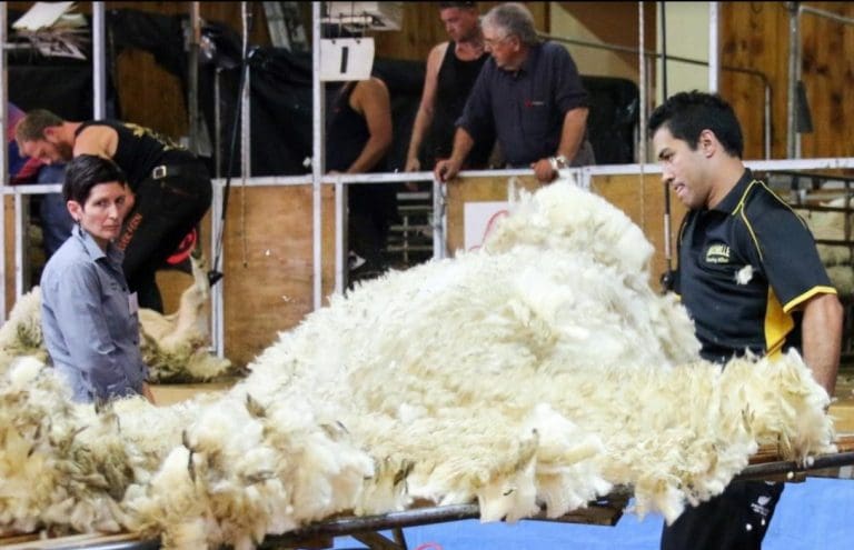 World wool handling champion Henare closes in on 100 open wins - Sheep ...