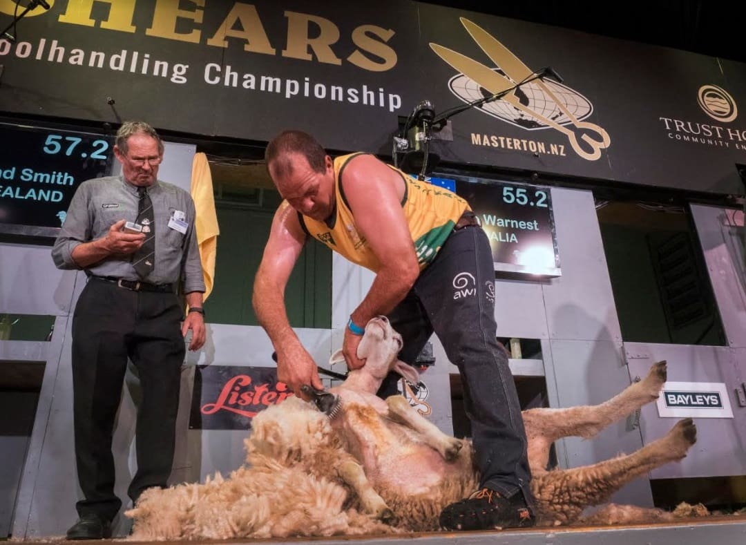 Aussie shearers defeat New Zealand's best in Golden Shears test - Sheep ...