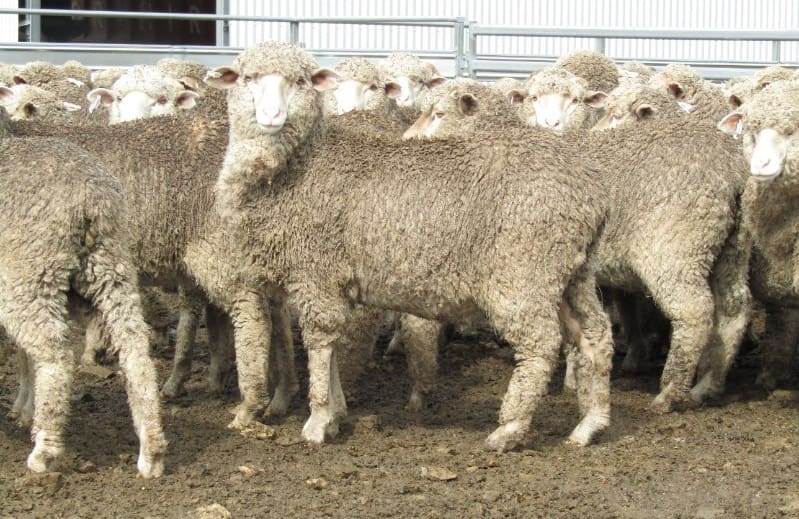 Merino ewe hoggets to $200, first cross lambs $180 on AuctionsPlus ...