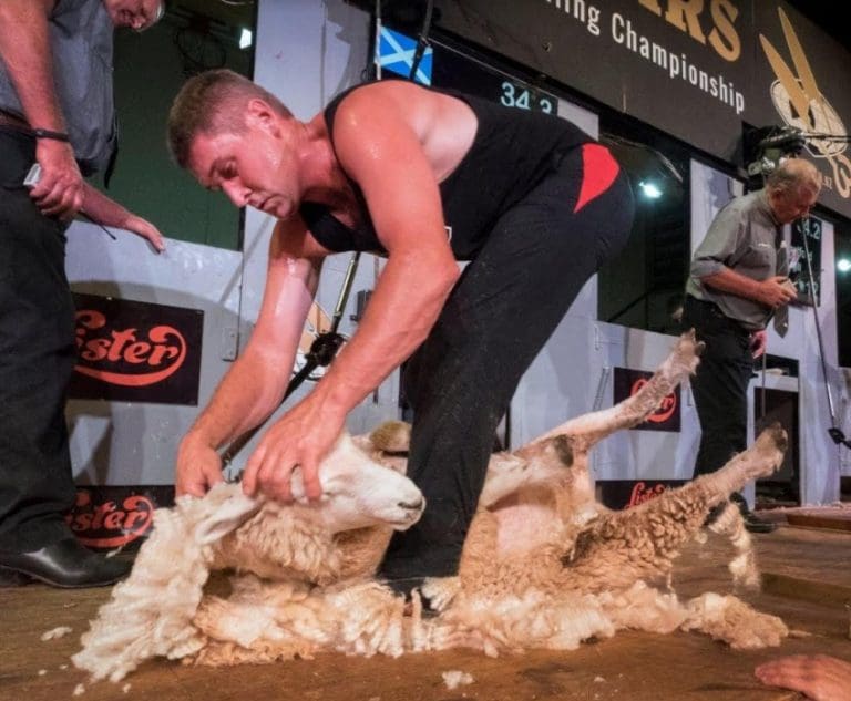 Scottish shearer Mutch too good for Kiwis on Saturday - Sheep Central