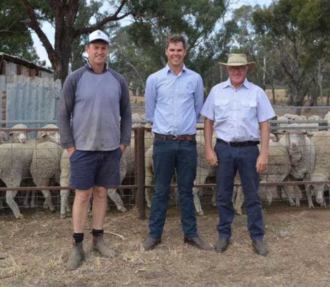 Bale-filling Merino ewes are the McLennan-McColl Flock of the Year ...