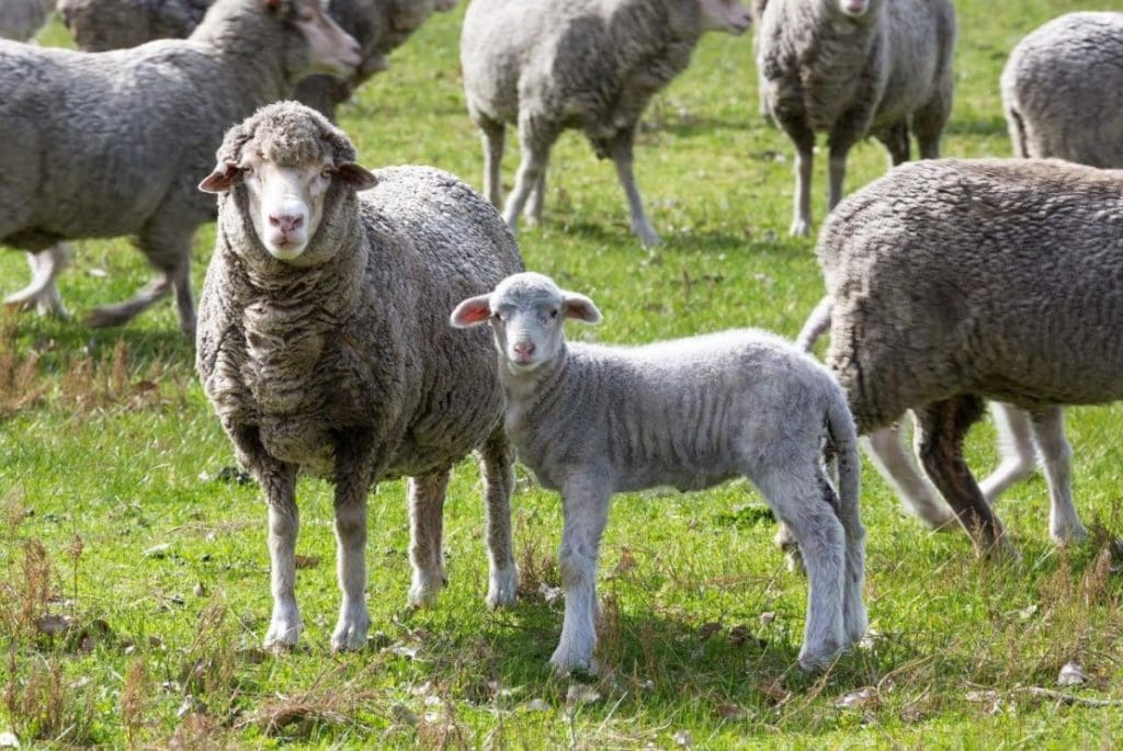 Calm Merino ewes beat nervous Nellies in lamb stakes - Sheep Central