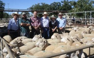 Prime lamb era ends for Ross family at Dubbo sheep sale - Sheep Central