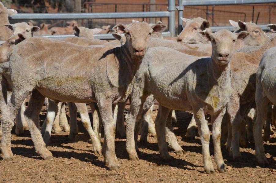 AuctionsPlus sheep demand follows the rain, but more stay in north ...