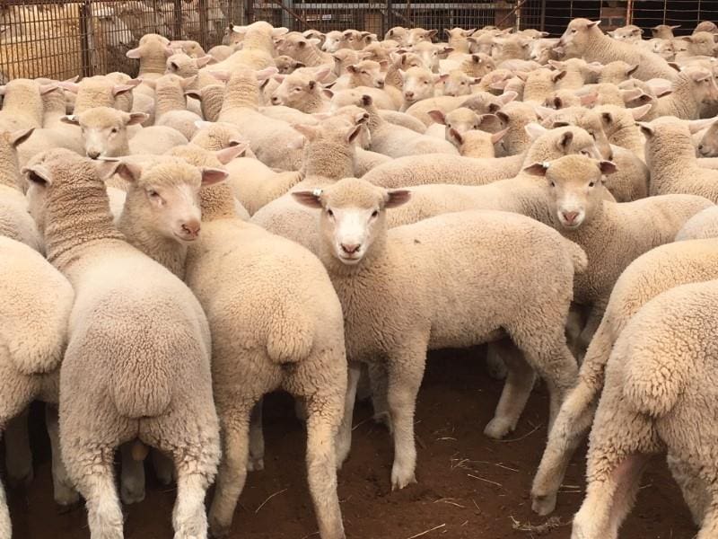 Merino wether and lamb turn-off continues to retain ewe flock - Sheep ...