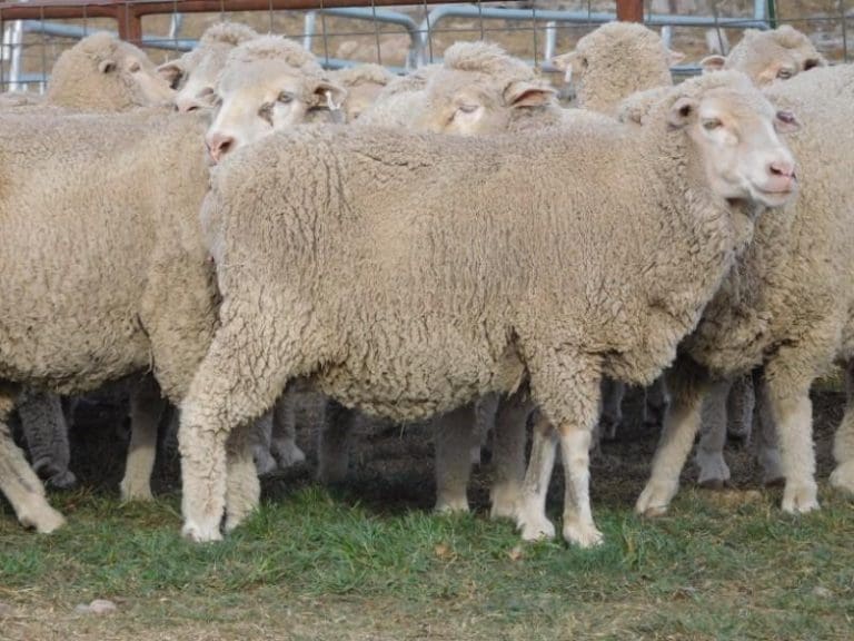 Online Merino ewe sell-off escalates as tight season gets colder ...
