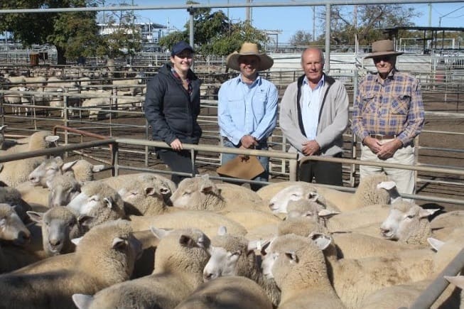 Heavy lambs sell to $260 at Forbes in saleyard lamb price surge - Sheep ...