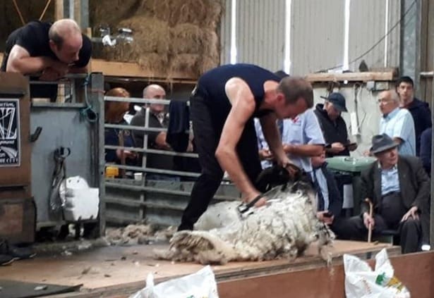NZ blade shearer considers record attempt after Irish tally success ...