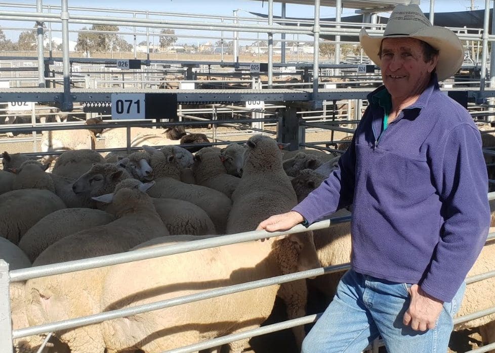 Saleyard lamb price surge yields $292 national record at Tamworth ...