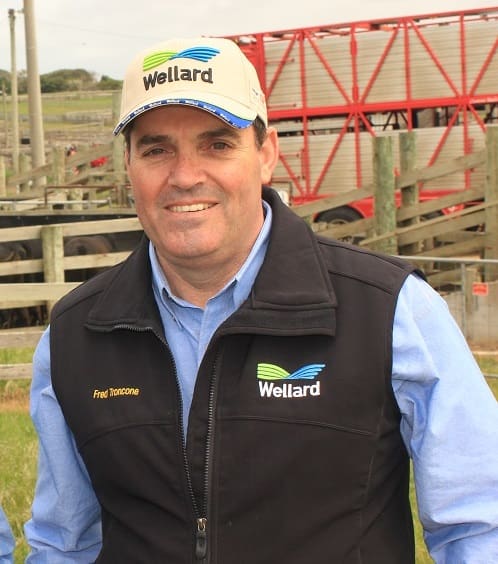 Wellard to focus on cattle exports as Troncone departure announced - Sheep Central