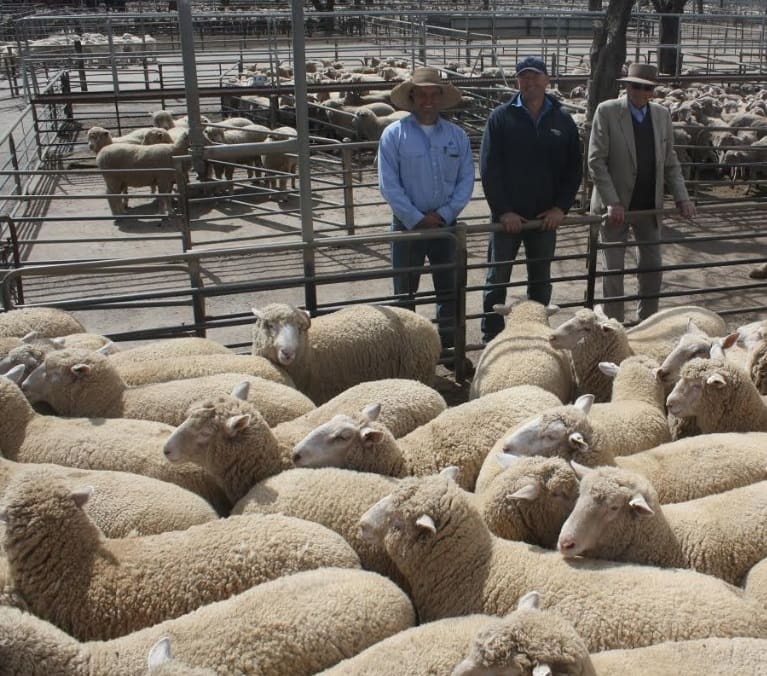 Dubbo agents set new lamb record of $344 as saleyard prices lift again ...