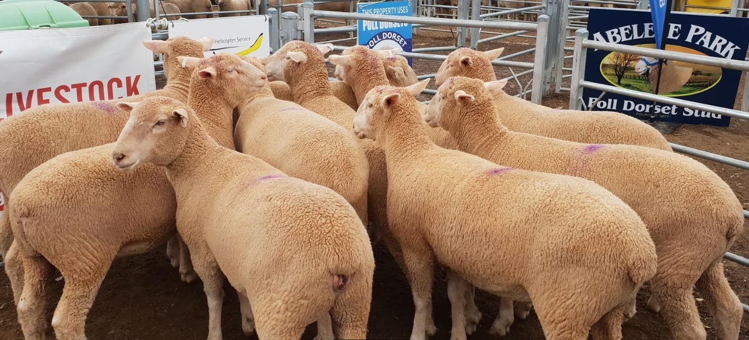 Tamworth lamb show winners celebrate on record-breaking day - Sheep Central