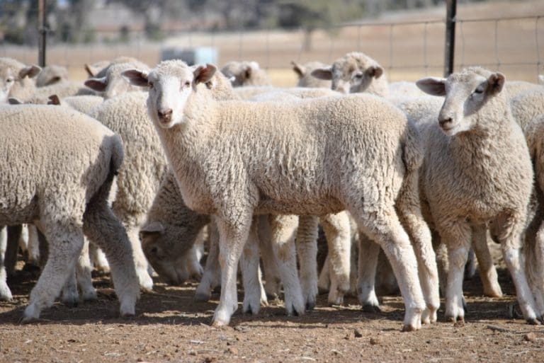 Early weaning of lambs and calves to be covered at NSW workshops ...