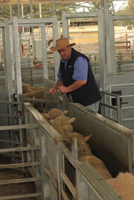 Stock agents claim decision to lift electronic sheep tag standards is ...