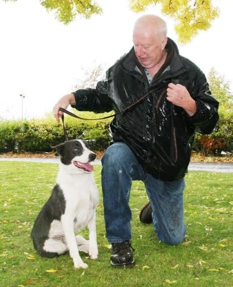 Irish collies sell for more than A$13,500 at latest UK sheep dog sale ...