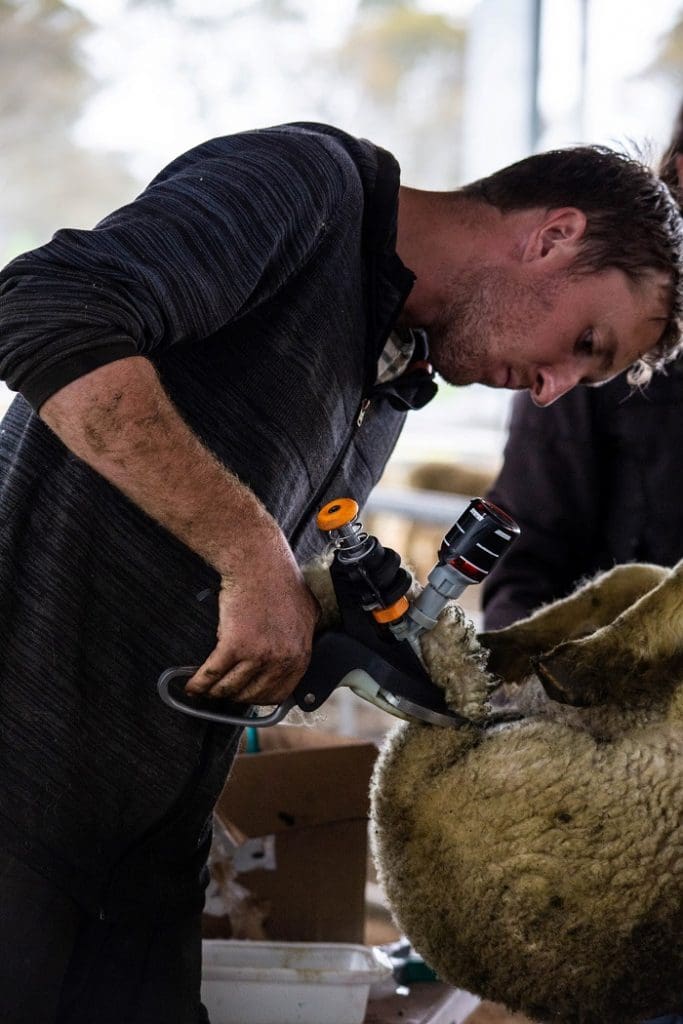 Call for lamb marking pain relief declaration on sheep NVD - Sheep Central