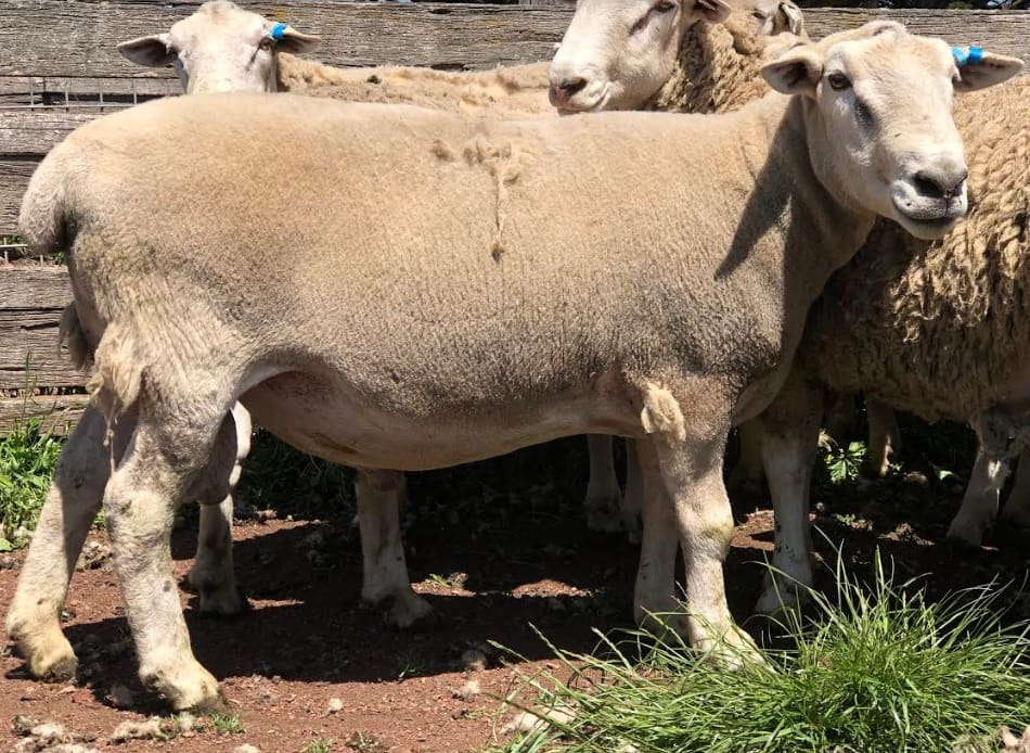 Victorian worm resistant shedding sheep win Samoan project approval ...
