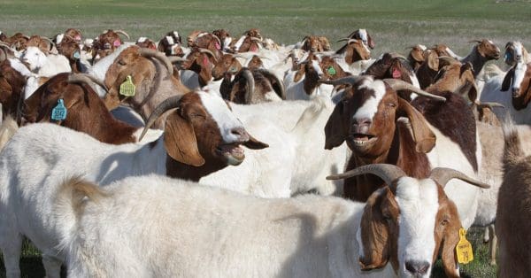Boer meat goats. Image - MLA - Sheep Central
