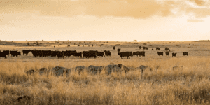 Merino breeders buy Victorian showcase Mt Fyans for $37 million - Sheep ...