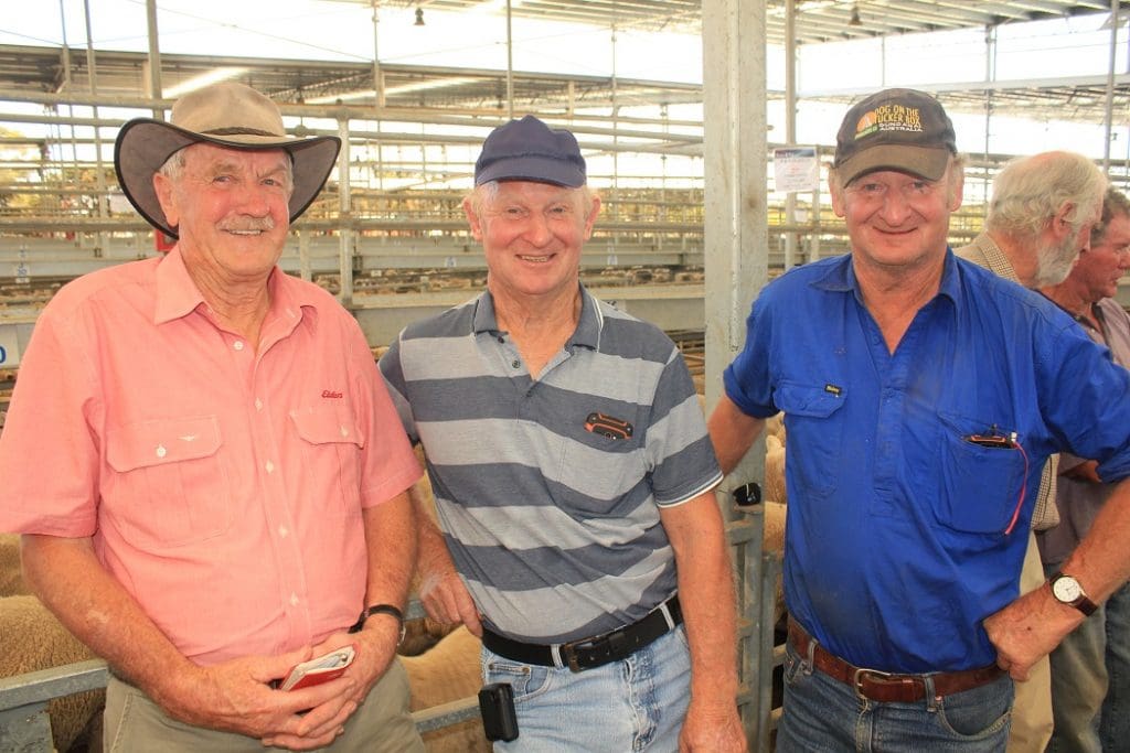 Hamilton first cross ewes sell to $282 and Merinos make to $164 - Sheep ...