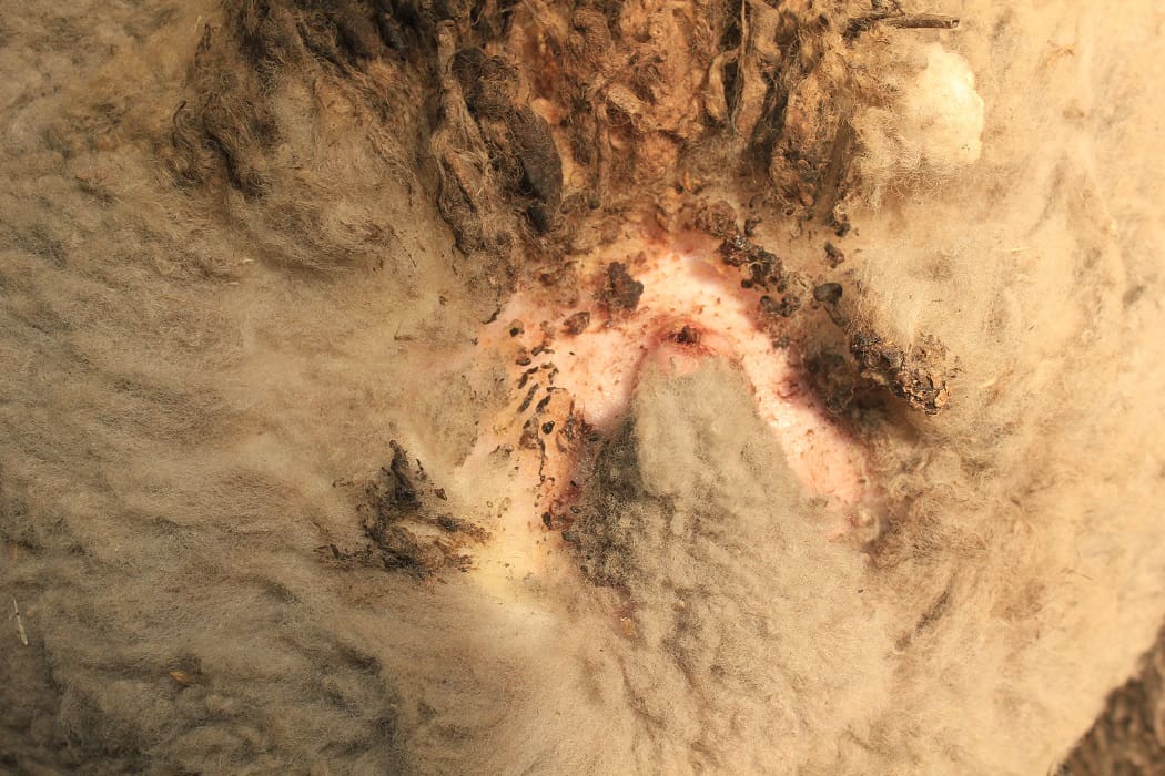 Wool growers and brokers preview new sheep breech 'steining' process ...